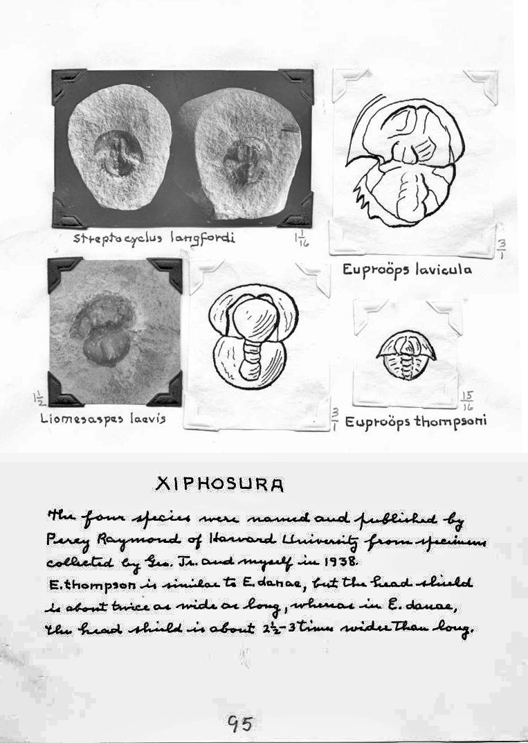 Xiphosura, including Streptocyclus langfordi, Liomesaspes laevis ...