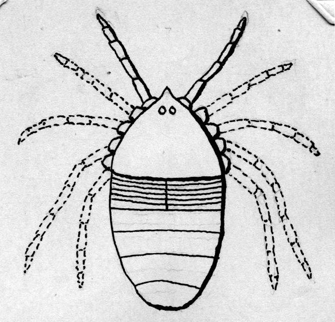 Ootarbus ovalis, O. pulcher, Discotarbus, Curculioides gracilis, and ...
