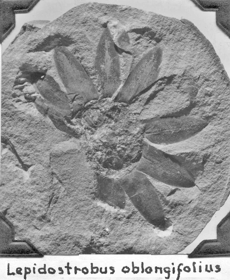 Lepidostrobus cones and Lepidostrobophyllum leaves, page 39