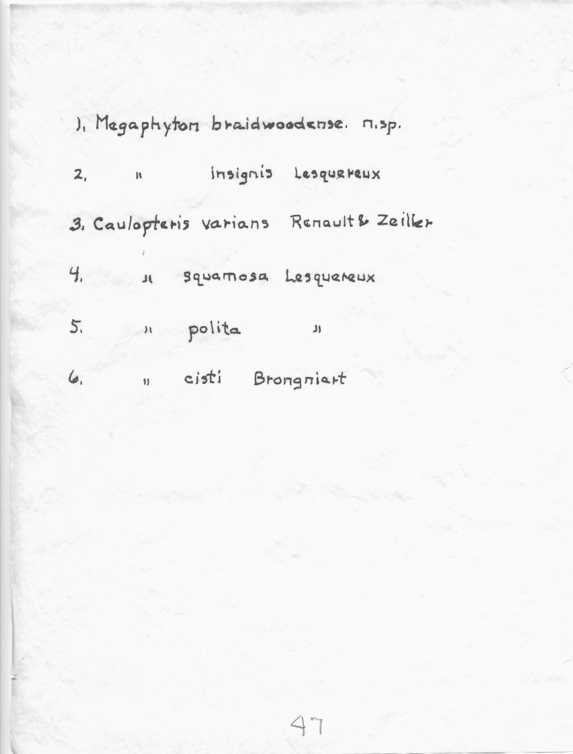 Megaphyton and Caulopteris, pages 47 - 48.