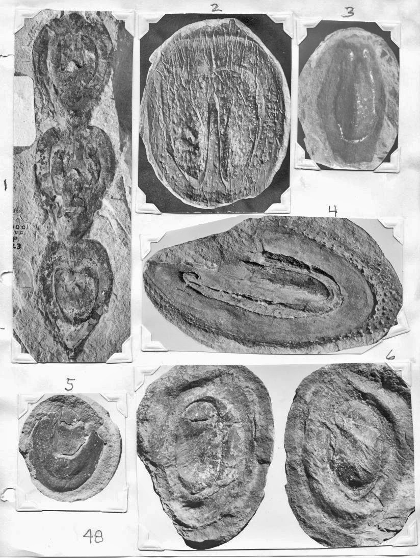 Megaphyton and Caulopteris, pages 47 - 48.