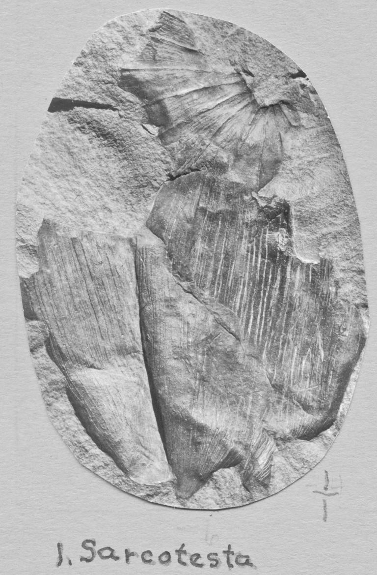 Trigonocarpus, page 79