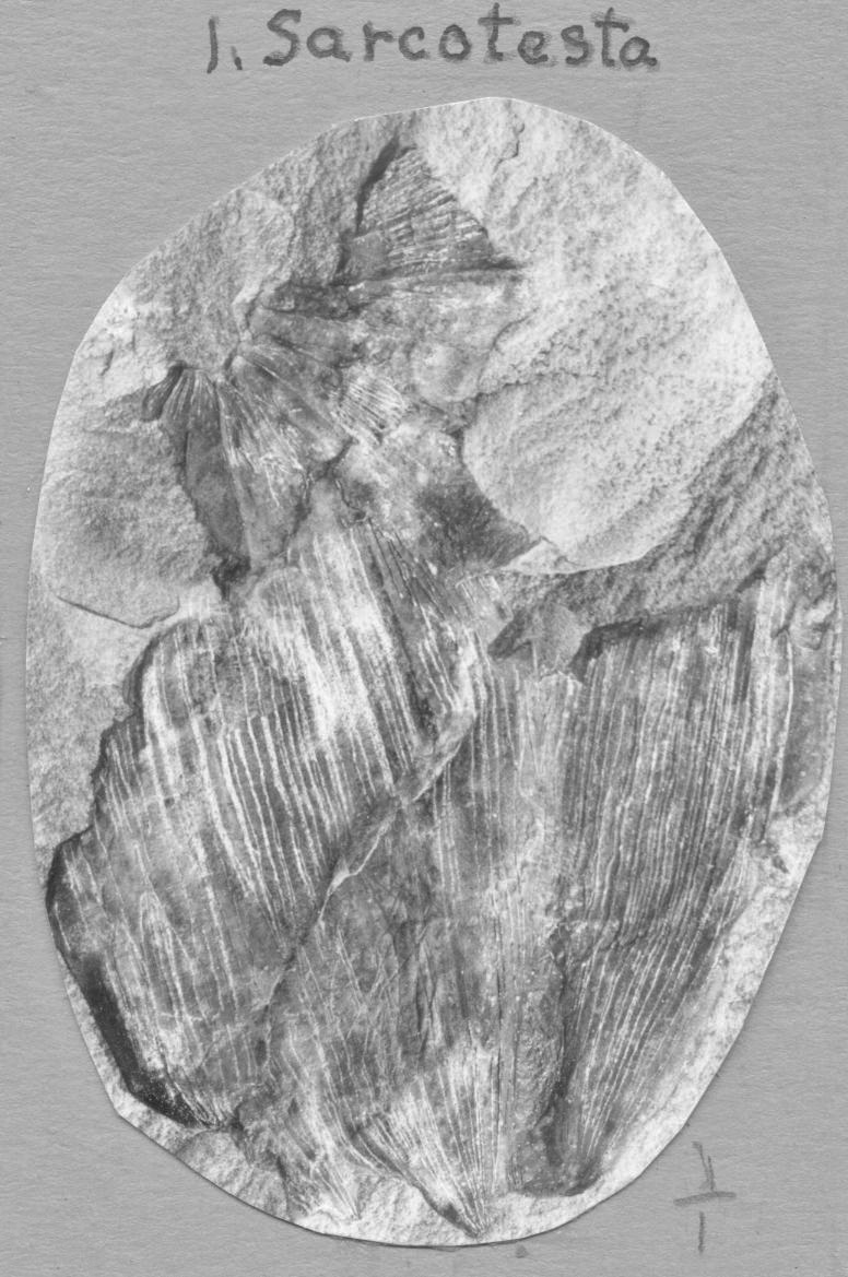 Trigonocarpus, page 79