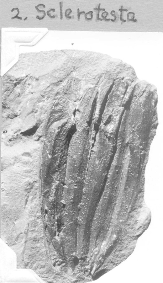 Trigonocarpus, page 79