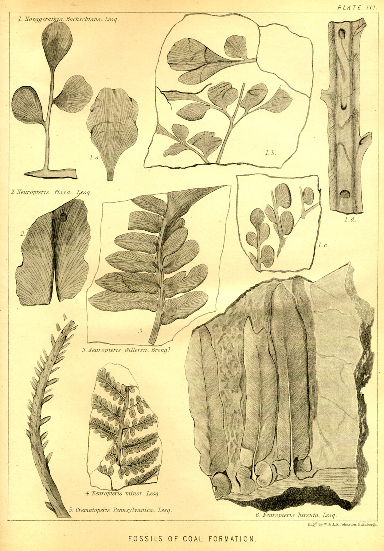 Lesquereux - 1868 - Plates III & IV