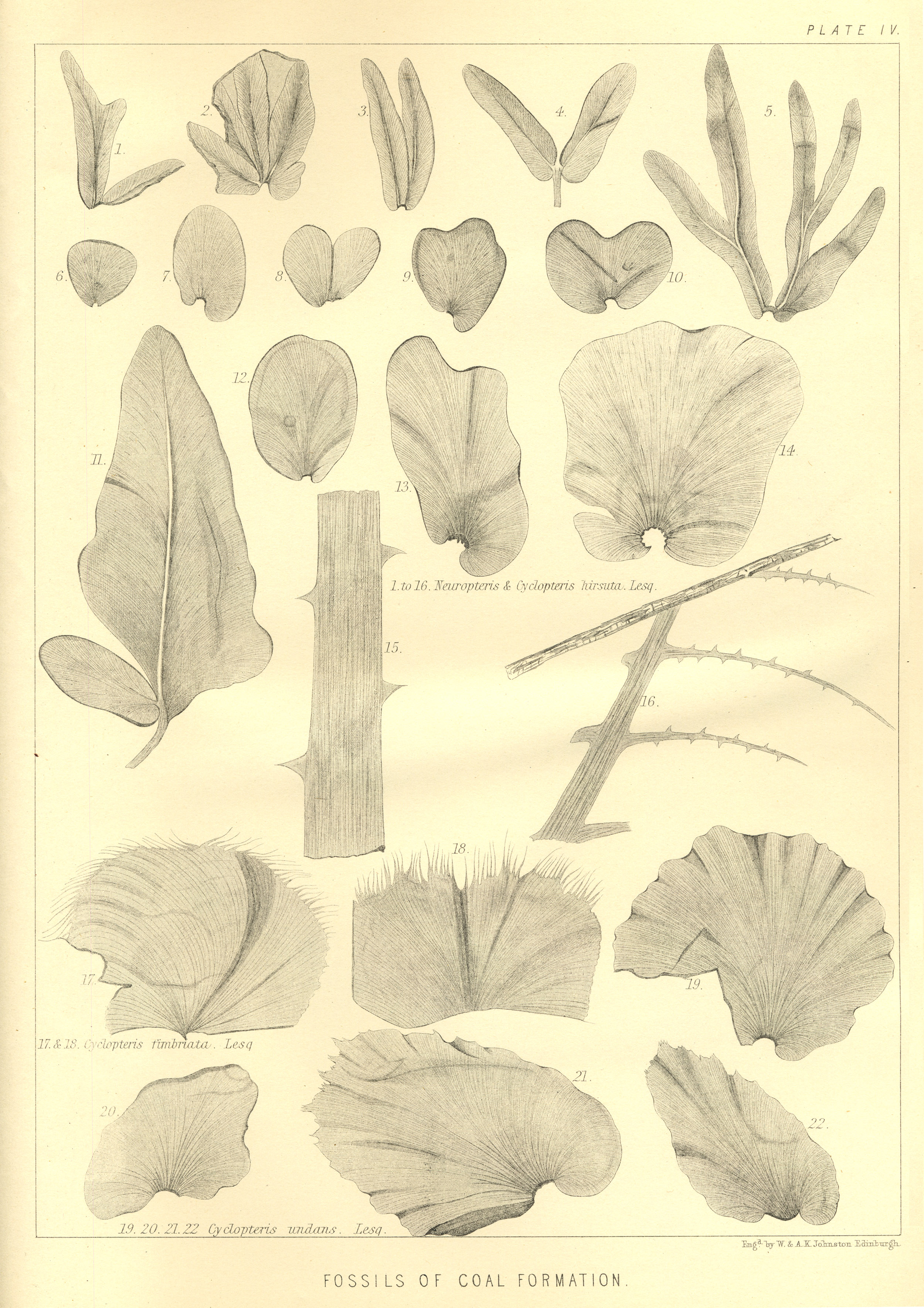 Lesquereux - 1868 - Plates III & IV