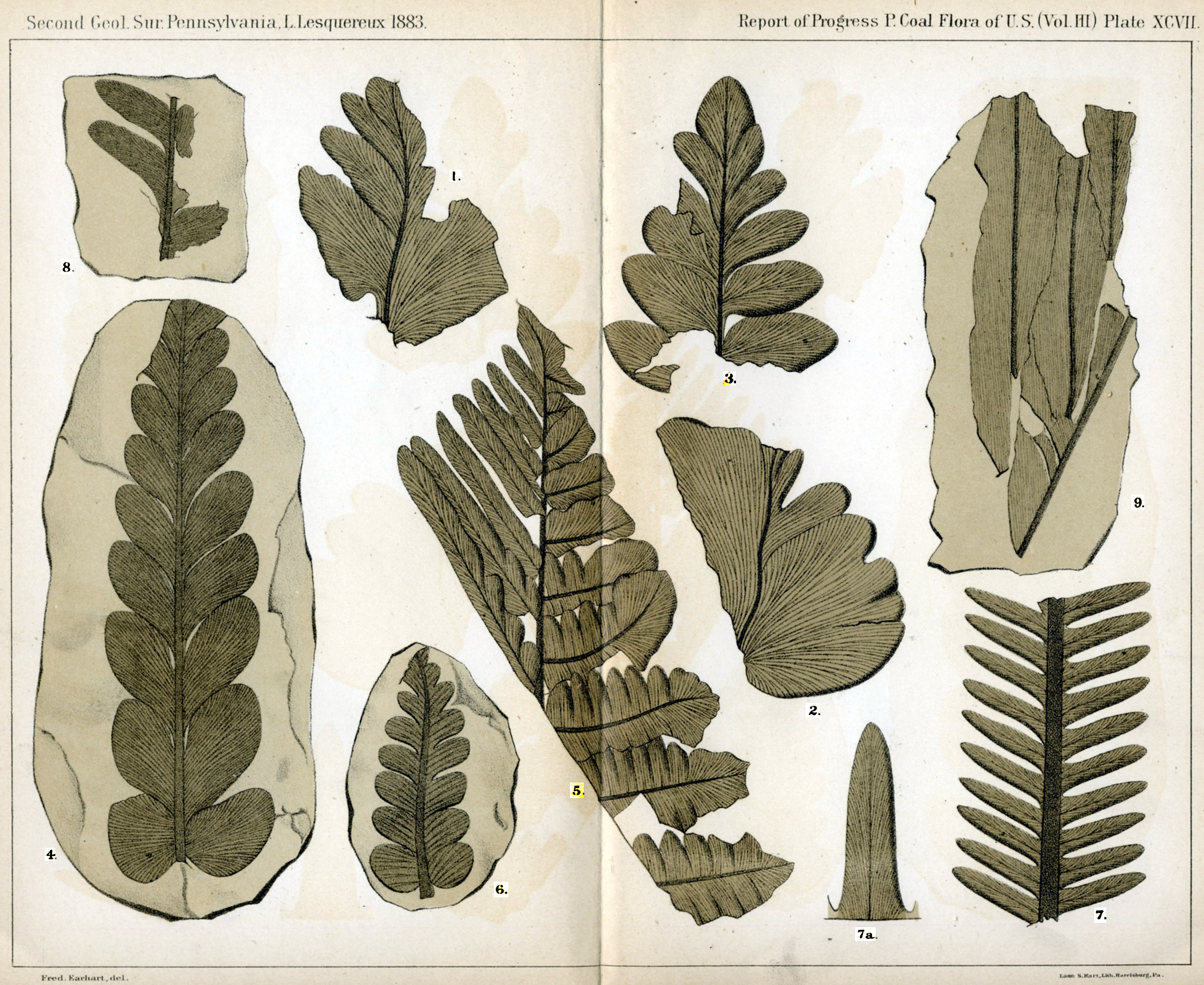 Lesquereux Atlas Vol.III plates
