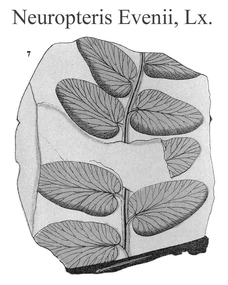 Plate Template, Leo Lesquereux, 1879 drawing