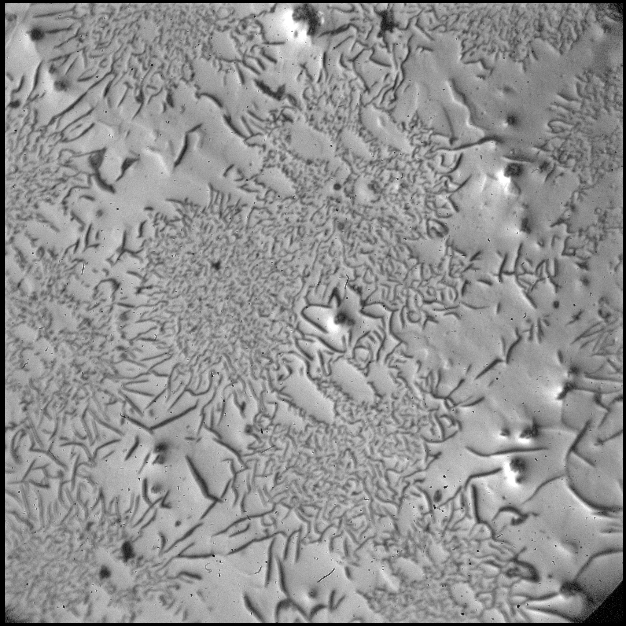 Nomarski DIC on a Bausch & Lomb Research I metallograph